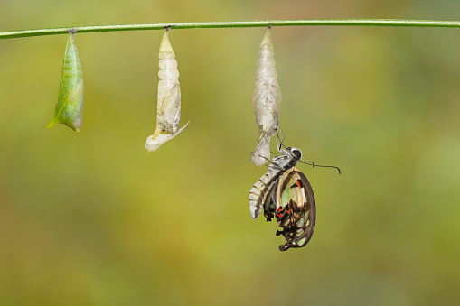 Emerged Common Jay Butterfly With Pupa And Shell Hanging On Twig Green