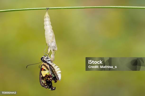 Emerged Common Jay Butterfly With Pupa Shell Hanging On Twig And Green