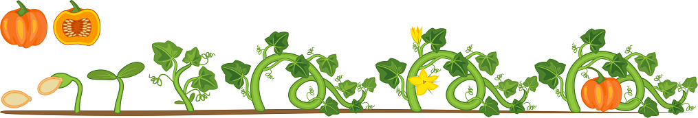 Ilustración De Ciclo De Vida De La Planta De Calabaza Etapas De