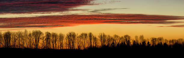 Free Stock Photo of Dramatic sunset over silhouetted treeline ...