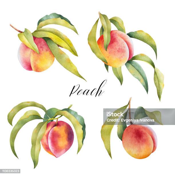 Ilustrasi Buah Persik Yang Digambar Dengan Tangan Di Cabang Dengan Daun