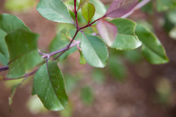 khat Premium Photos, Pictures and Images by Istock