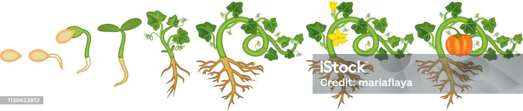 Ilustración De Ciclo De Vida De La Planta De Calabaza Etapas De