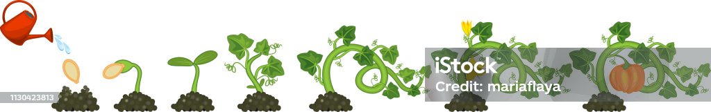 Ilustración De Ciclo De Vida De La Planta De Calabaza Etapas De
