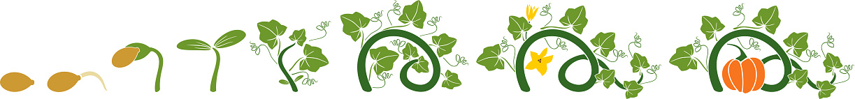 Ilustración De Ciclo De Vida De La Planta De Calabaza Etapas De