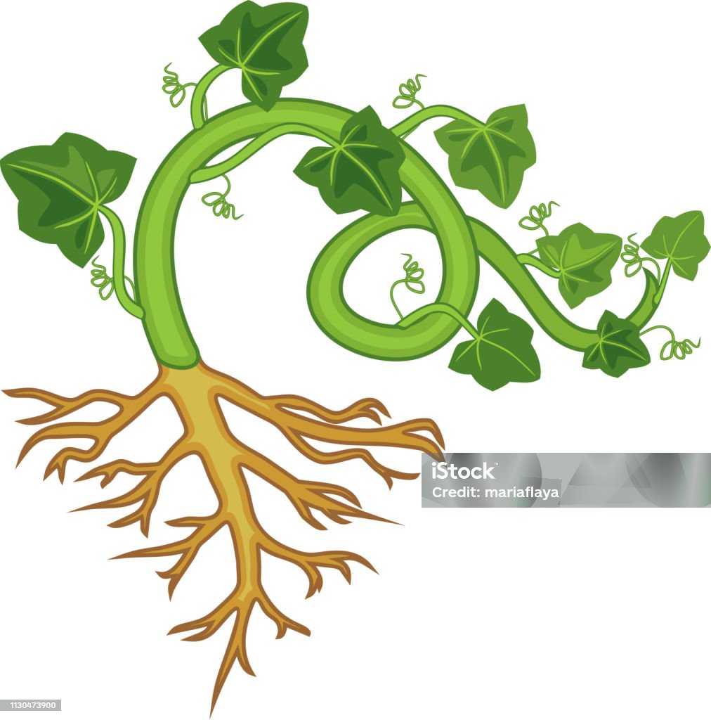 General View Of Pumpkin Plant With Green Leaves And Root System Isolated On White Background