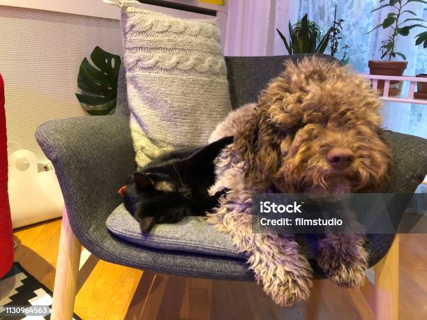 Anjing Dan Kucing Di Rumah Foto Stok - Unduh Gambar Sekarang - Anak ... Anjing Dan Kucing Di Rumah Foto Stok - Unduh Gambar Sekarang - Anak ...