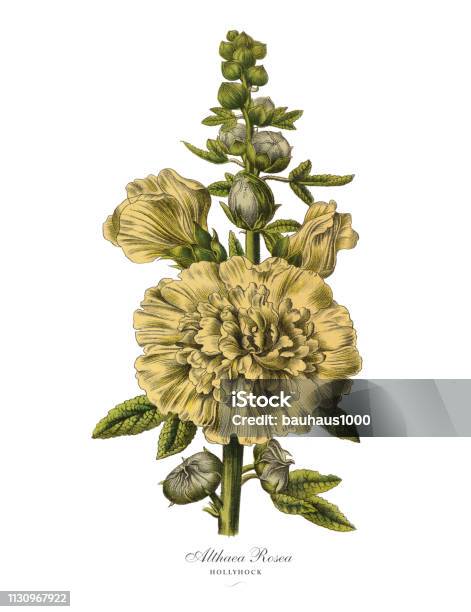 Ilustración de Hollyhock O Althaea Rosea Plant Victorian Botanical ... Ilustración de Hollyhock O Althaea Rosea Plant Victorian Botanical ...