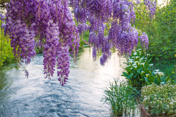 River Flower Pictures | Download Free Images on Unsplash