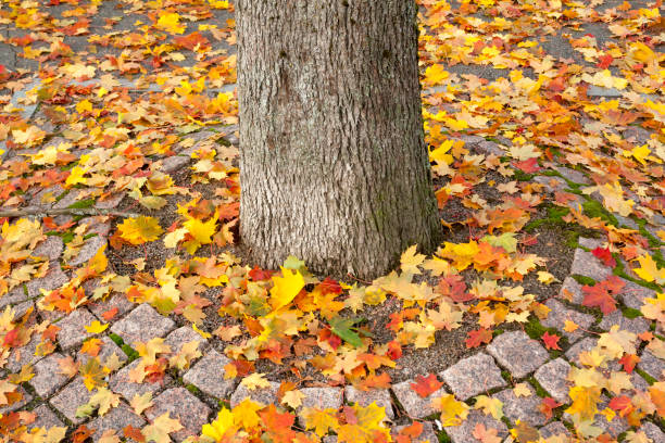 Free Stock Photo of Tree trunk texture with autumn leaves | Download ...