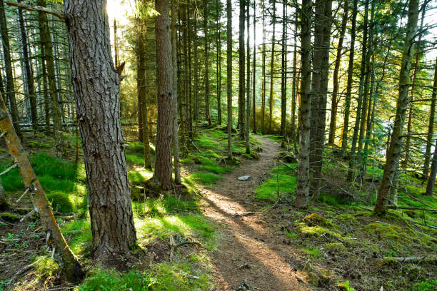 1K+ Norway Forest Pictures | Download Free Images on Unsplash