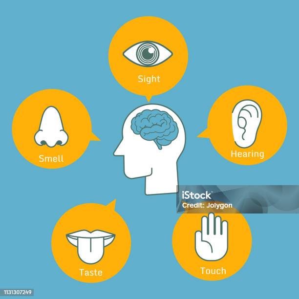 Warnawarni Lima Indera Manusia Ilustrasi Infografis Ilustrasi Stok ... Warnawarni Lima Indera Manusia Ilustrasi Infografis Ilustrasi Stok ...