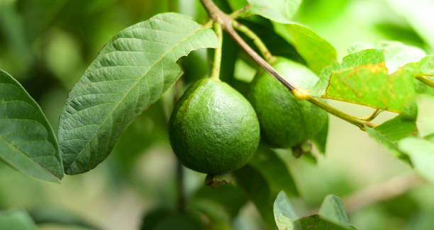 Guava Tree Pictures | Download Free Images on Unsplash