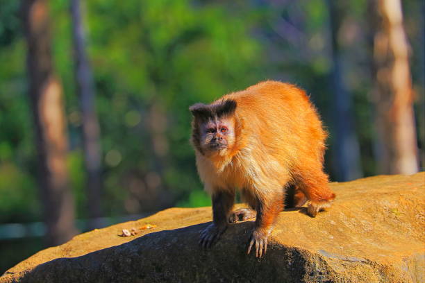 Rio De Janeiro Monkey Pictures | Download Free Images on Unsplash