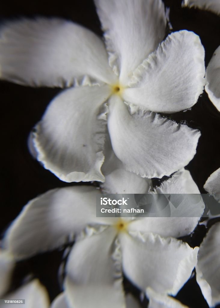 White Color Ervatamia Divaricata Wathusudda Flower In A Water Container
