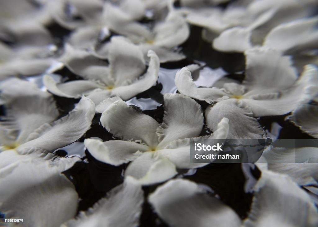 White Color Ervatamia Divaricata Wathusudda Flower In A Water Container