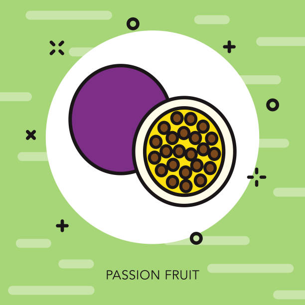 Passion Fruit Line Drawing Illustrations Royalty Free Vector Graphics