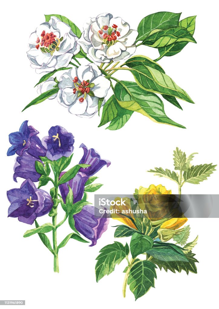 Ilustración de Acuarela Conjunto De Flores y más Vectores Libres de ... Ilustración de Acuarela Conjunto De Flores y más Vectores Libres de ...