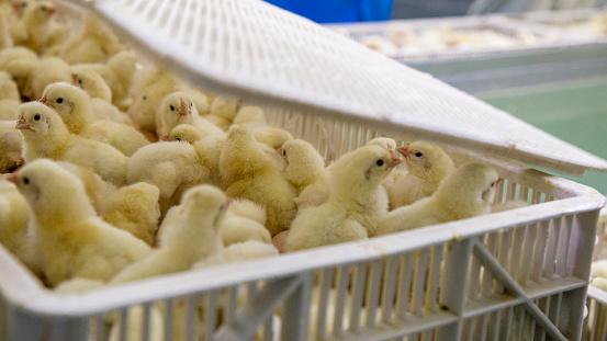 Photo Libre De Droit De Poulet De Chéri Sur Le Plateau Affaires De