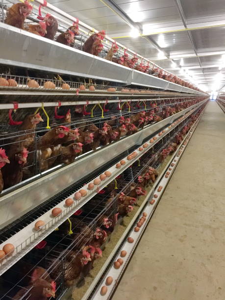 Factory Farm Pictures | Download Free Images on Unsplash