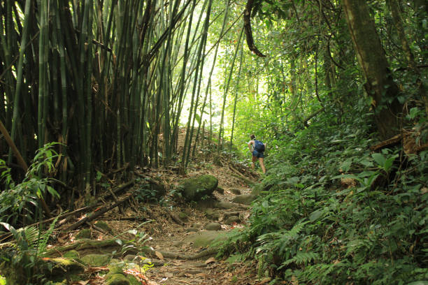 Amazon Jungle Pictures | Download Free Images on Unsplash