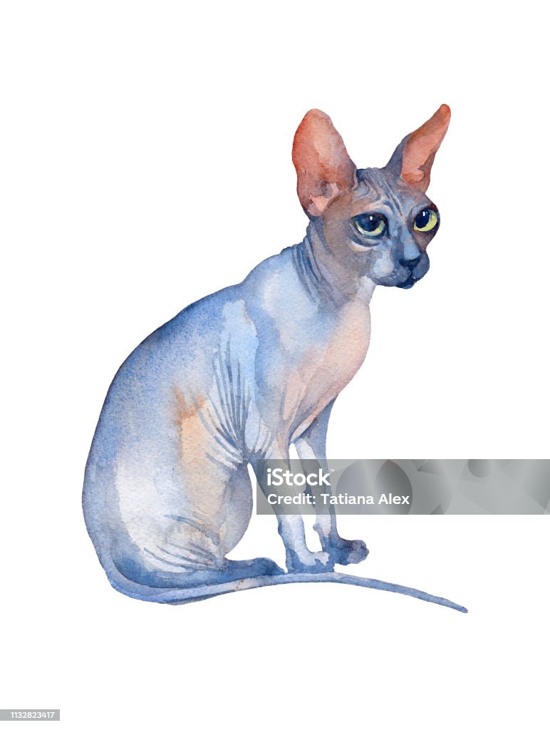Seated Blue Sphynx Cat With Green Eyes Looking Up Watercolor Illustration Stock Illustration
