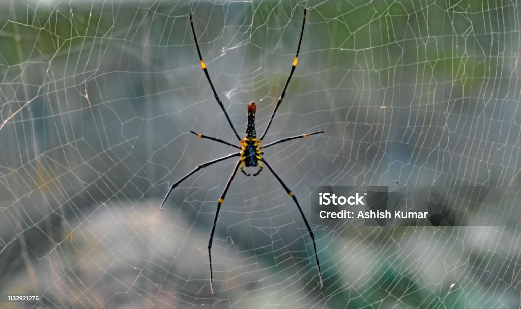 Labalaba Penenun Jaring Orbweb Emas Raksasa Nama Ilmiah Nephila ... Labalaba Penenun Jaring Orbweb Emas Raksasa Nama Ilmiah Nephila ...