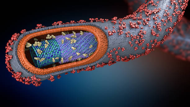 Free picture: ebola, pathogen, member, filoviridae, family, viruses
