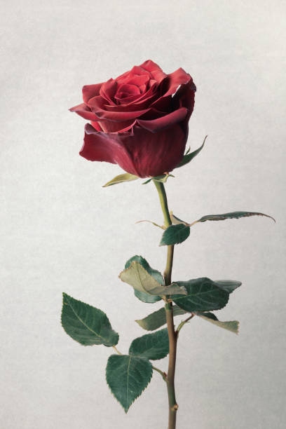 750+ Single Rose Pictures | Download Free Images on Unsplash
