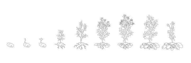 Potato Wachstumsphasen Vector Illustration Wachsende Pflanzen Solanum ... Potato Wachstumsphasen Vector Illustration Wachsende Pflanzen Solanum ...