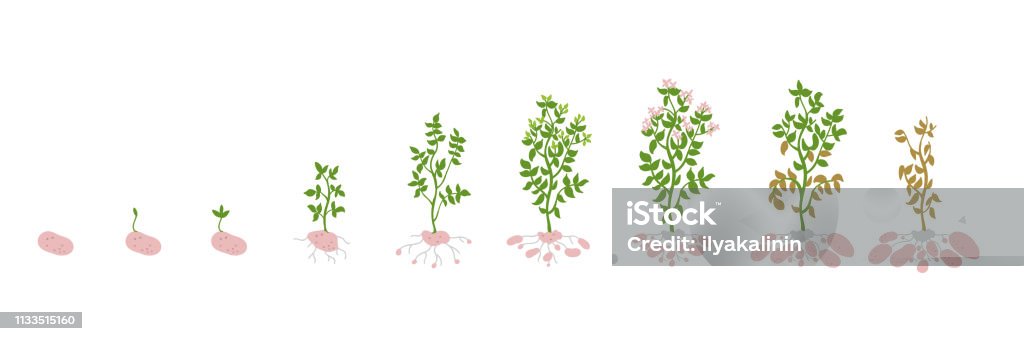 Potato Wachstumsphasen Vector Illustration Wachsende Pflanzen Solanum ... Potato Wachstumsphasen Vector Illustration Wachsende Pflanzen Solanum ...