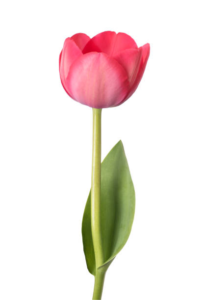 Pink Tulip Pictures | Download Free Images on Unsplash