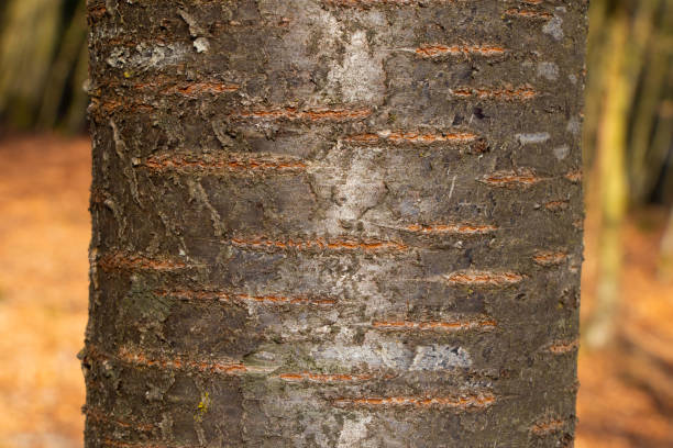 Free picture: Photograph of tree trunk bark with metal fasteners