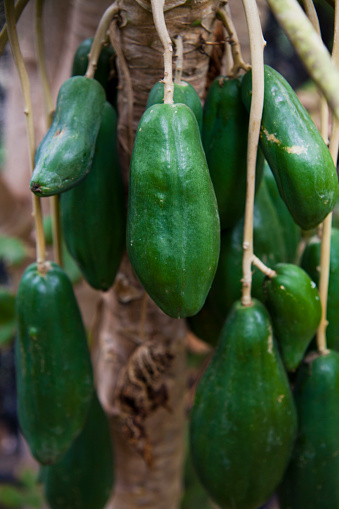 Pohon Pepaya Carica Pepaya Yang Banyak Dibudidayakan Juga Disebut Papaw