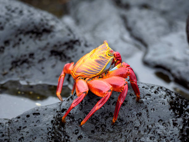 5,100+ Red Crab Beach Stock Photos, Pictures & Royalty-Free Images - iStock 5,100+ Red Crab Beach Stock Photos, Pictures & Royalty-Free Images - iStock