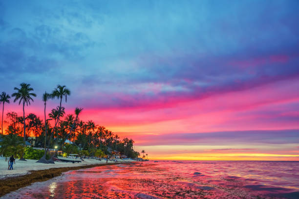 Free Stock Photo of Sun Setting Over Ocean With Palm Trees | Download ...