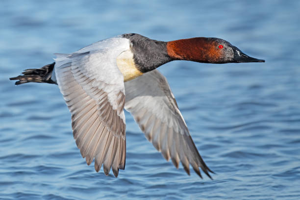 Free picture: canvasback, ducks, pair, male, female