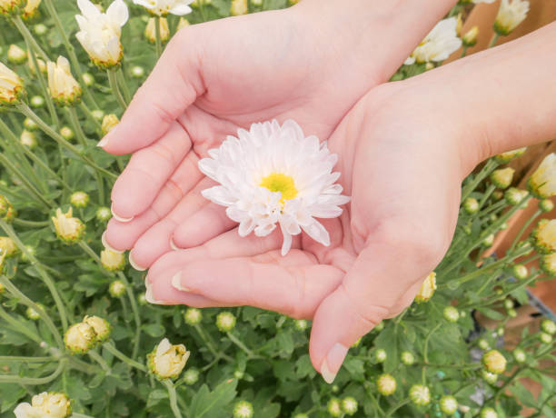 999+ Hand Holding Flower Pictures | Download Free Images on Unsplash