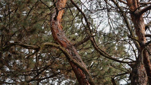 Free picture: Tree trunks bending on wind in woodland