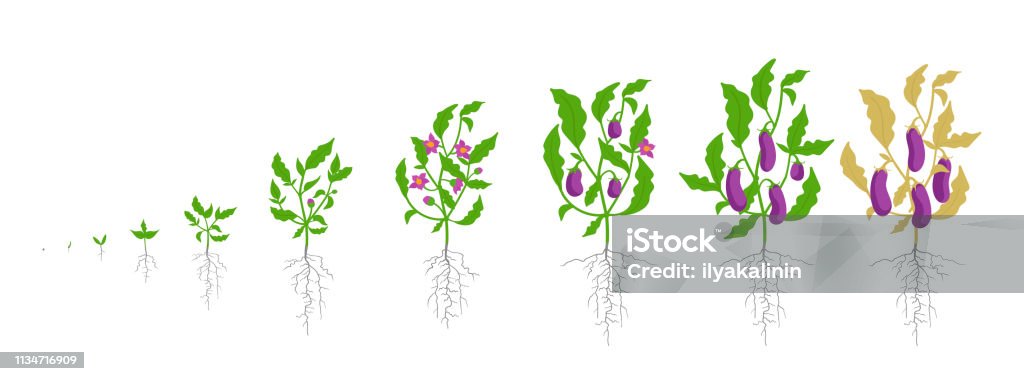 Wachstumsphasen Der Auberginen Vector Illustration Solanum Melongena ... Wachstumsphasen Der Auberginen Vector Illustration Solanum Melongena ...