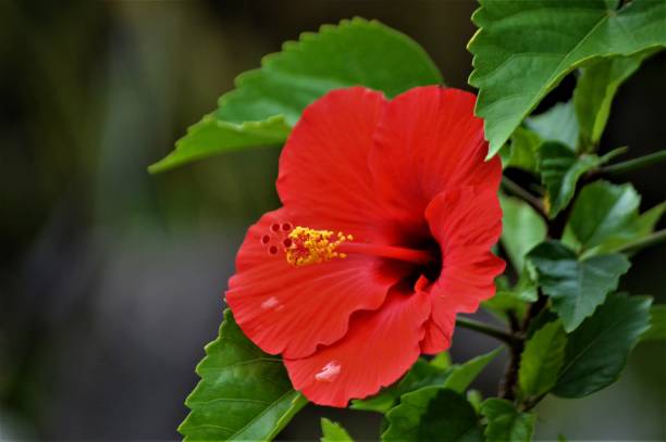 Floer Pictures | Download Free Images on Unsplash