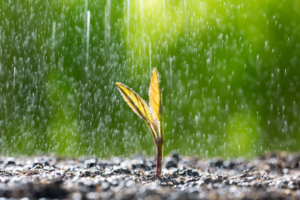 Rain Plant Pictures | Download Free Images on Unsplash
