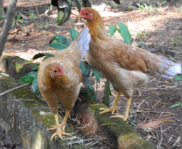 Hen Kerala Poultry - Free photo on Pixabay