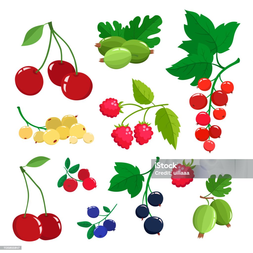 Vector Ensemble Canneberges De Dessin Animé Et Bleuets Avec Des ... Vector Ensemble Canneberges De Dessin Animé Et Bleuets Avec Des ...