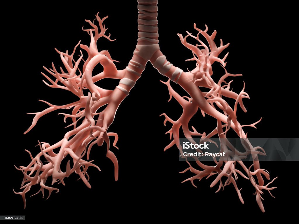 Trakea Dan Pohon Bronkial Foto Stok Unduh Gambar Sekarang Anatomi Belgia Biologi Istock