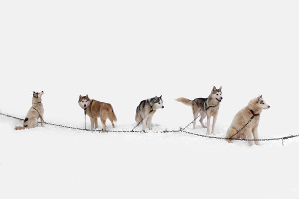 500+ Dog Sled Pictures | Download Free Images on Unsplash