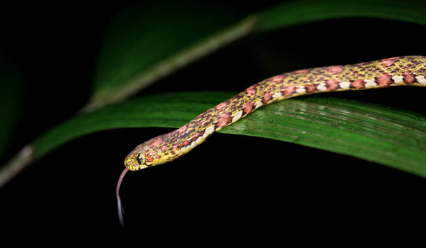 Serpiente Pictures | Download Free Images on Unsplash