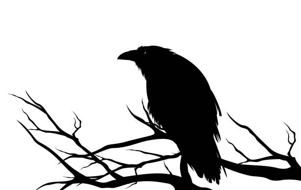 6 700 Grand Corbeau Illustrations Illustrations Graphiques Vectoriels