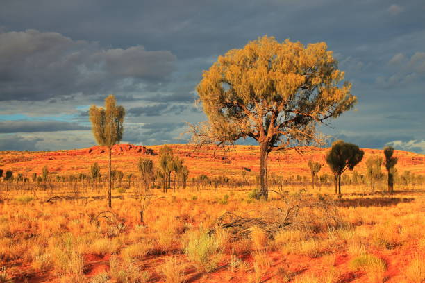 470+ Nationalpark Watarrka Stock Photos, Pictures & Royalty-Free Images ... 470+ Nationalpark Watarrka Stock Photos, Pictures & Royalty-Free Images ...