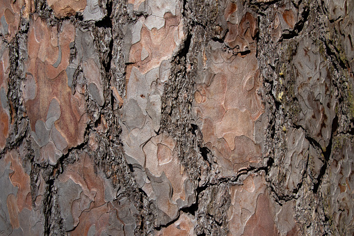 Pohon Menggonggong Tekstur Pinus Silvestris Atau Pinus Skotlandia Dengan Pola Retak Kasar Yang